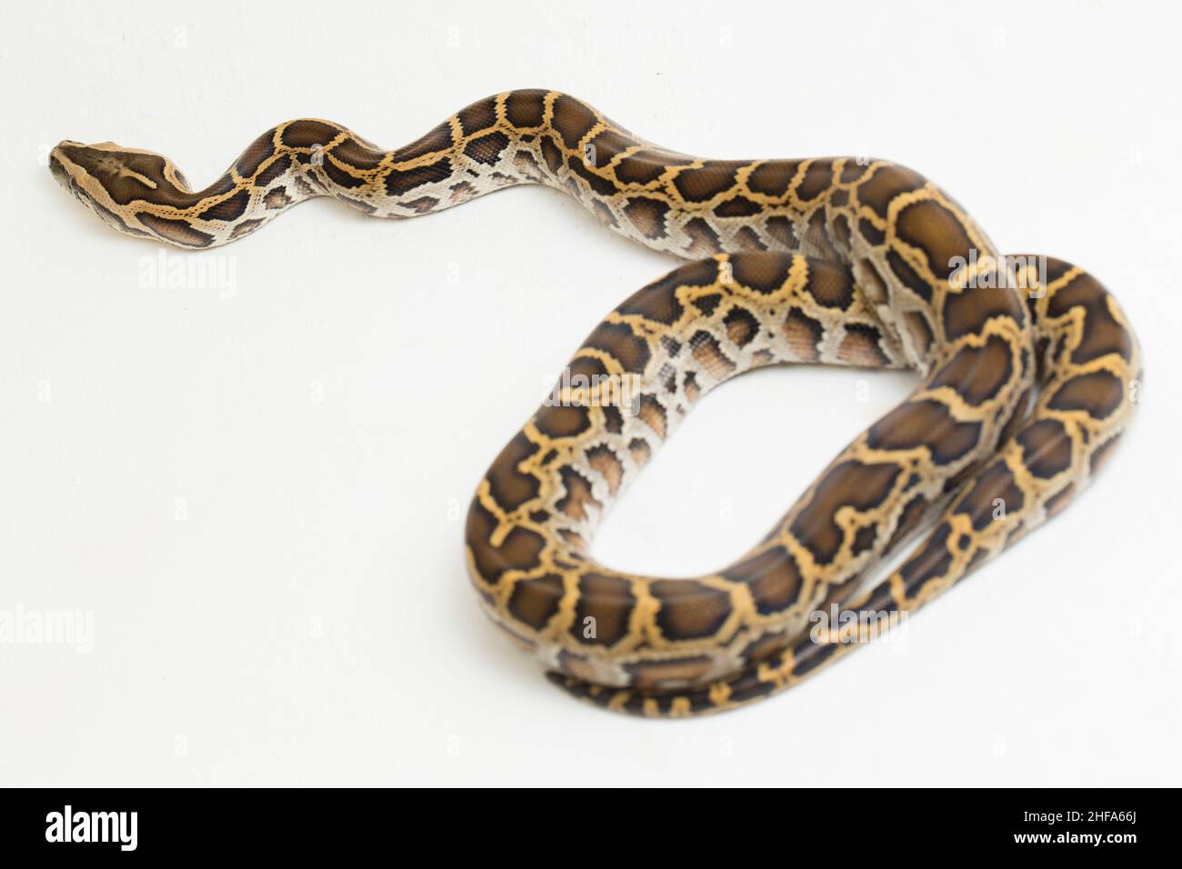 Snake Burmese Python, Python molurus bivittatus, isolated on white ...