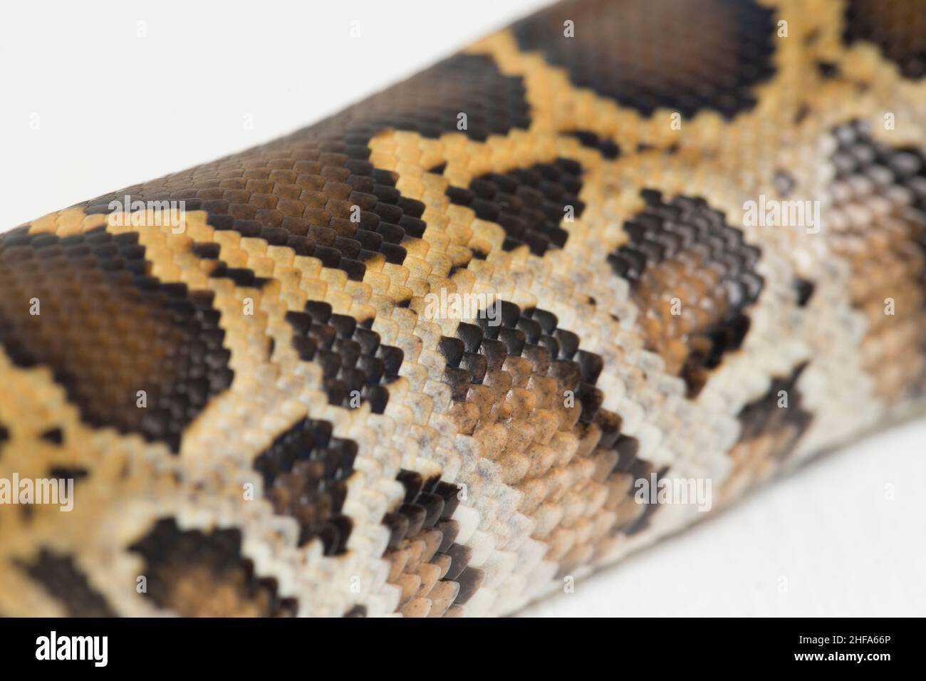 Snake Burmese Python, Python molurus bivittatus, isolated on white ...