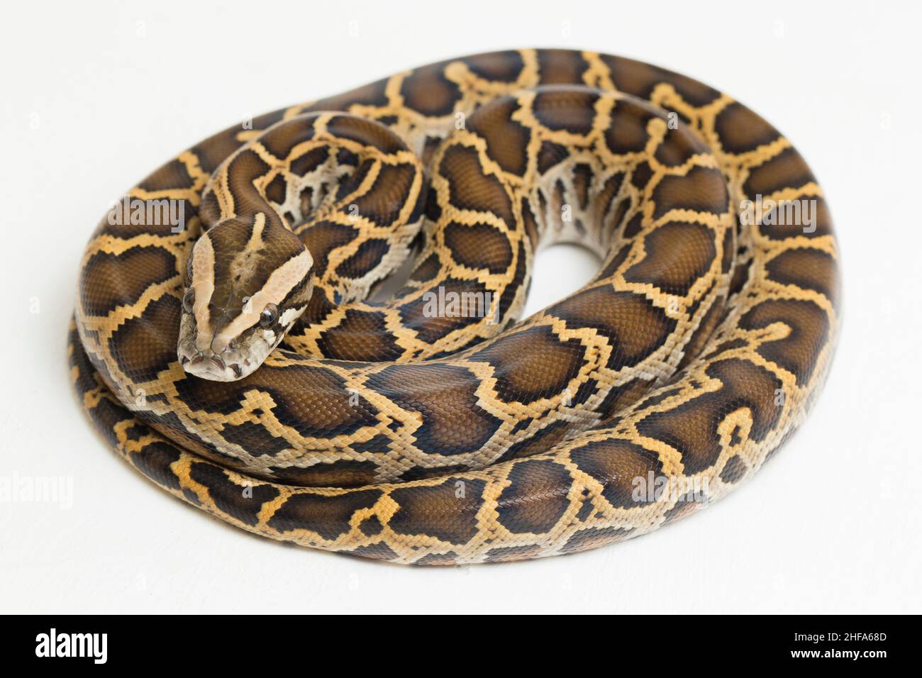 Snake Burmese Python, Python molurus bivittatus, isolated on white ...
