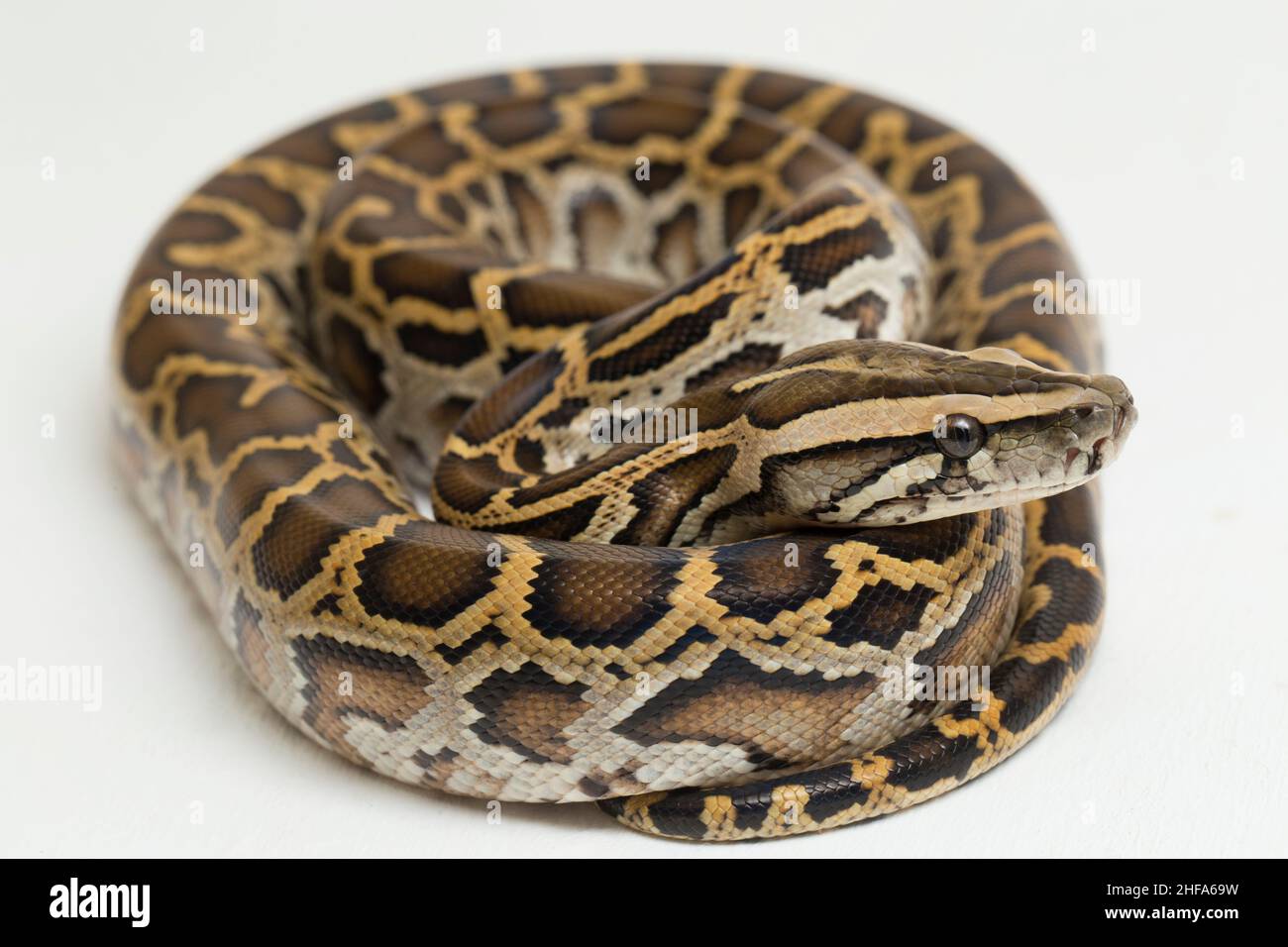 Snake Burmese Python, Python molurus bivittatus, isolated on white ...