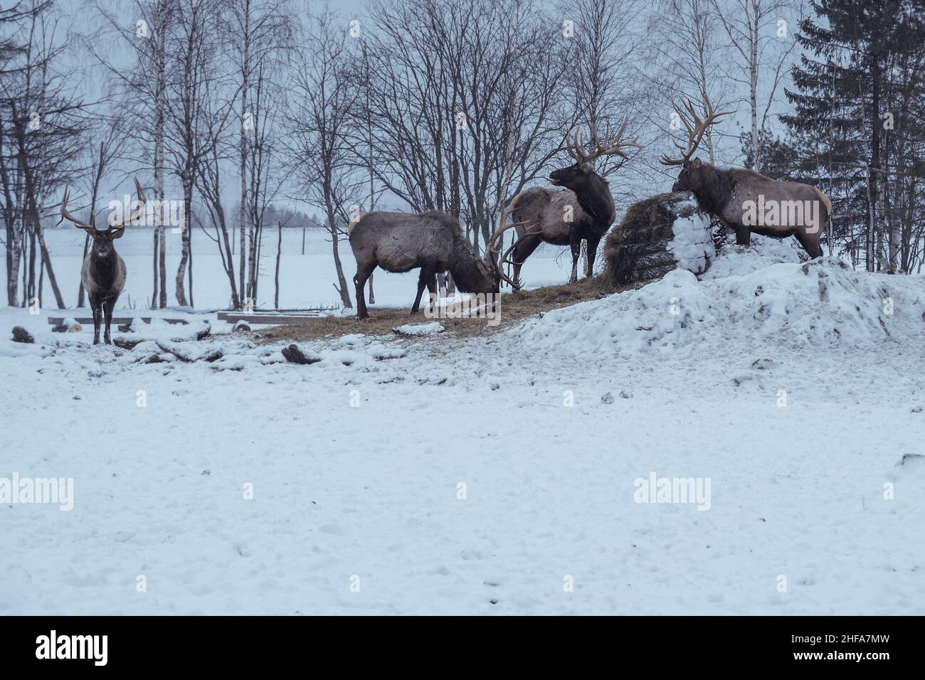 Altai wapitis (marals) eat hay in snowy winter forest in the nature ...