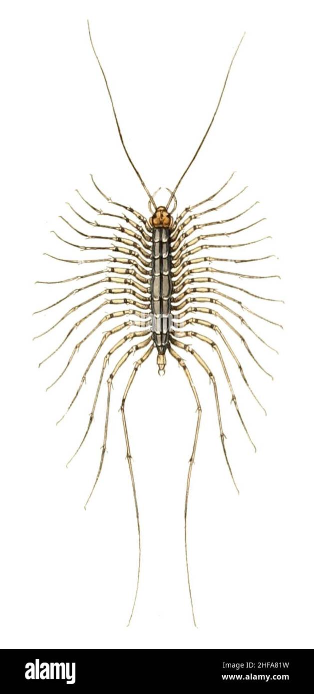 Scutigera coleoptrata - Wood 1865 Stock Photo - Alamy