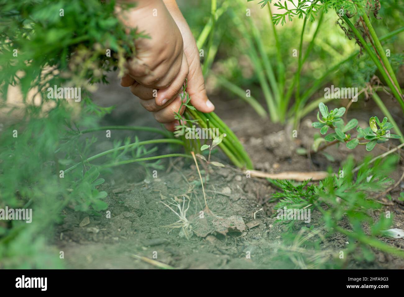 Weed root soil hi-res stock photography and images - Alamy