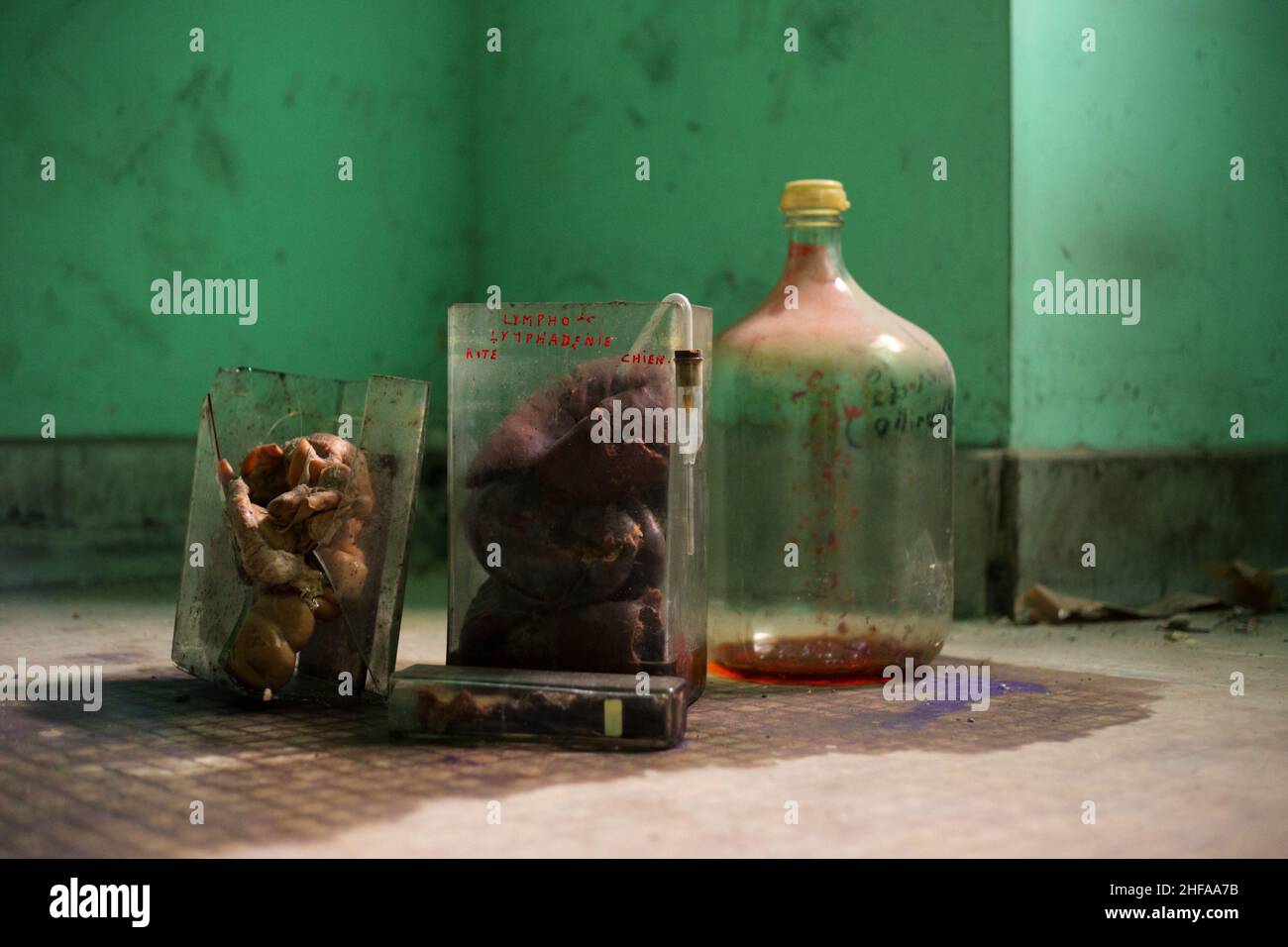 Horro labs: animal organs in bottle in an abandoned veterinary lab ...