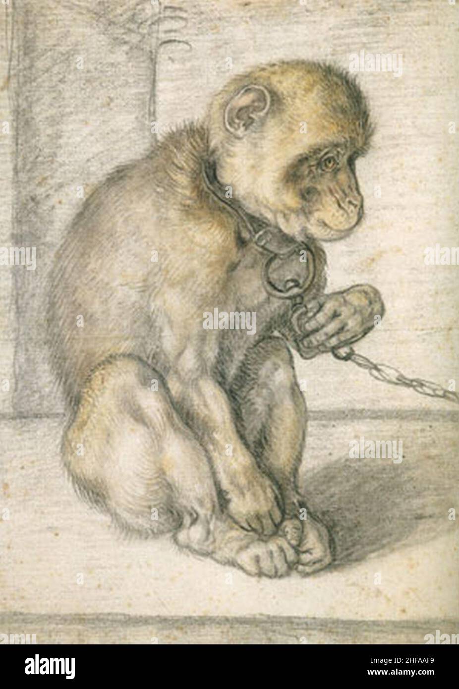 Monkey on chain hi-res stock photography and images - Alamy