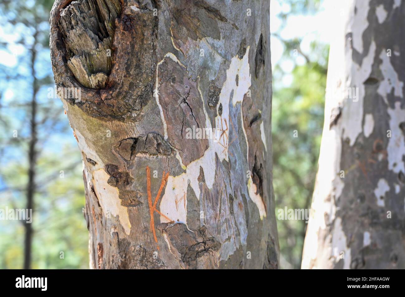 between photo of tree branch , photo of V shaped tree Stock Photo - Alamy