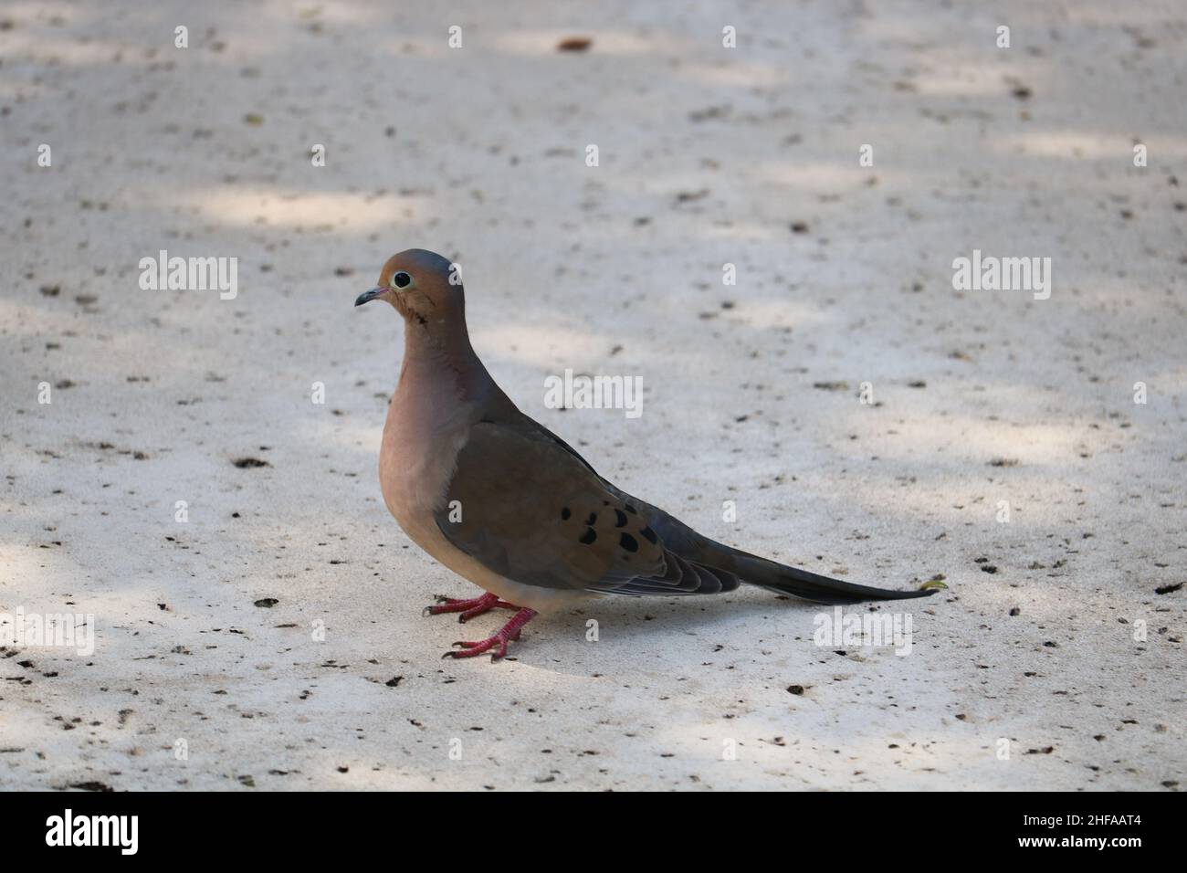 Dove in the shade Stock Photo - Alamy