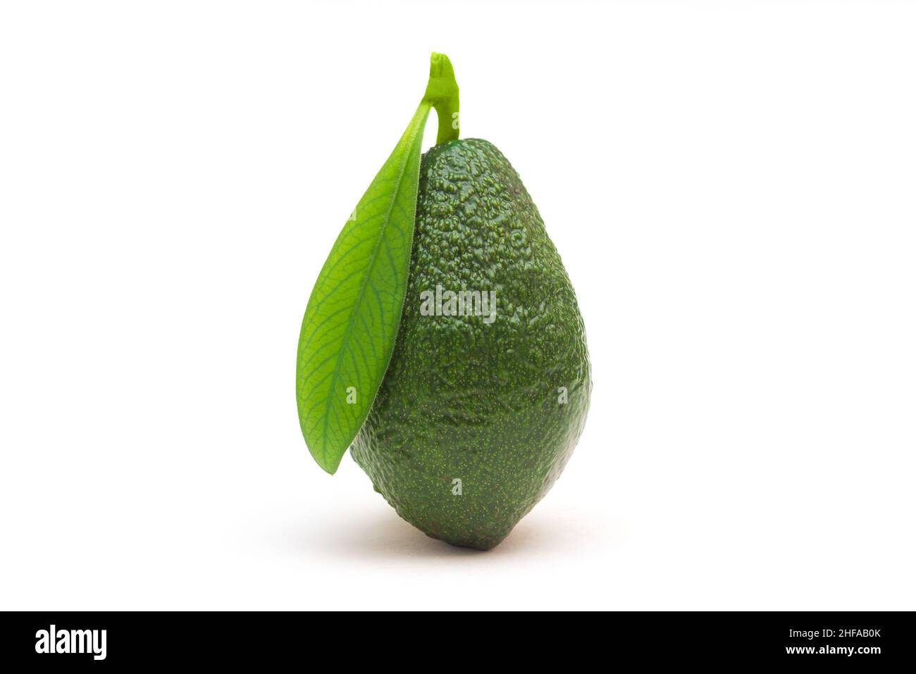 Avocado fruit isolated on a white background Stock Photo - Alamy