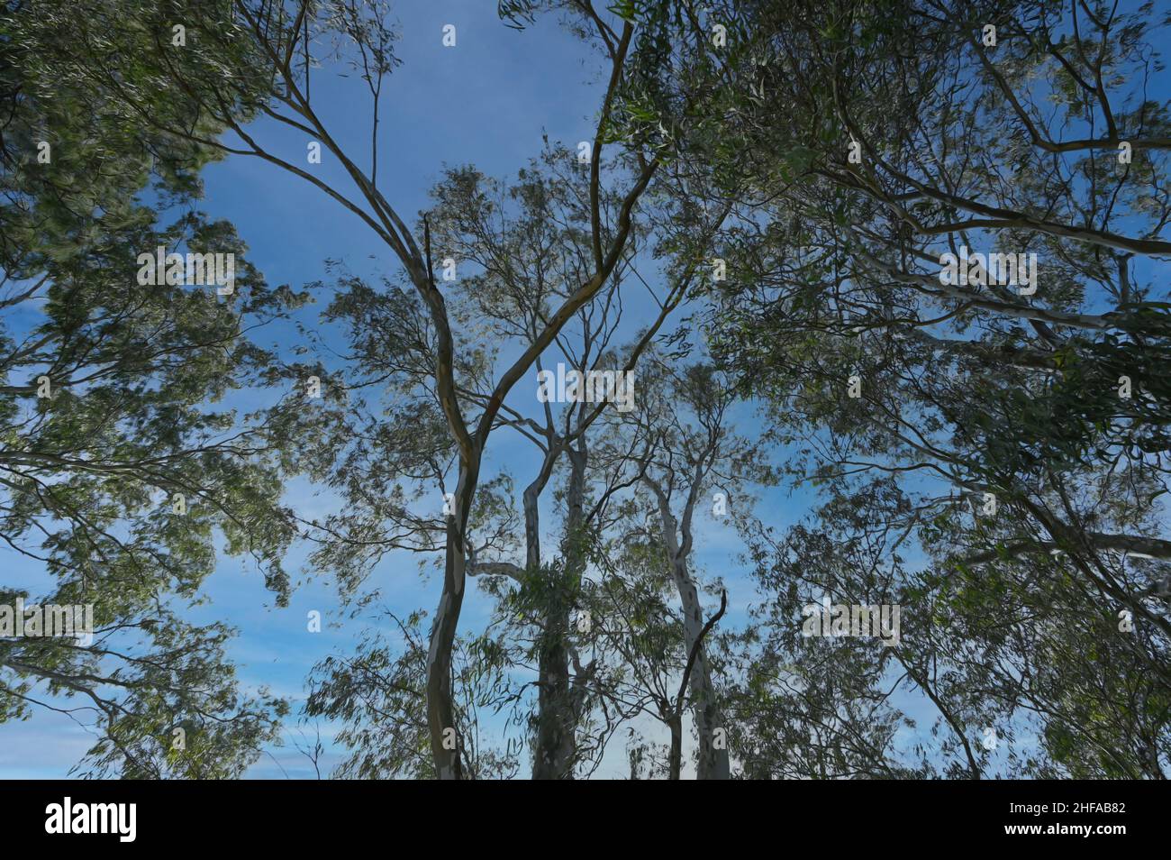 tree photo with clear sky Stock Photo - Alamy