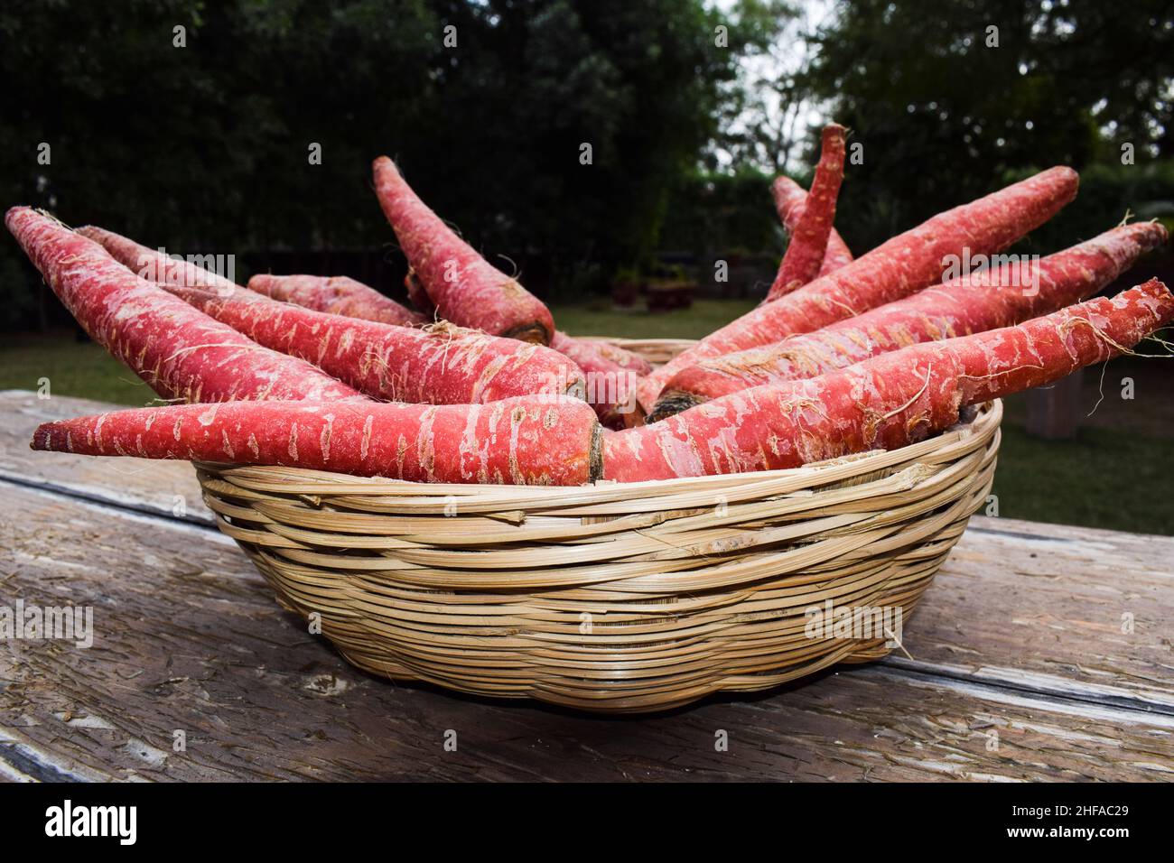 Freshly plucked Red carrots vegetable bunch in bamboo basket Stock ...