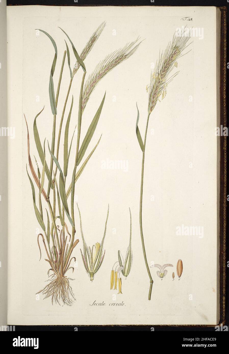 Secale cereale illustration (01 Stock Photo - Alamy