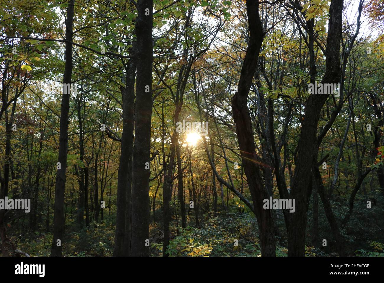 Through the Trees Stock Photo - Alamy