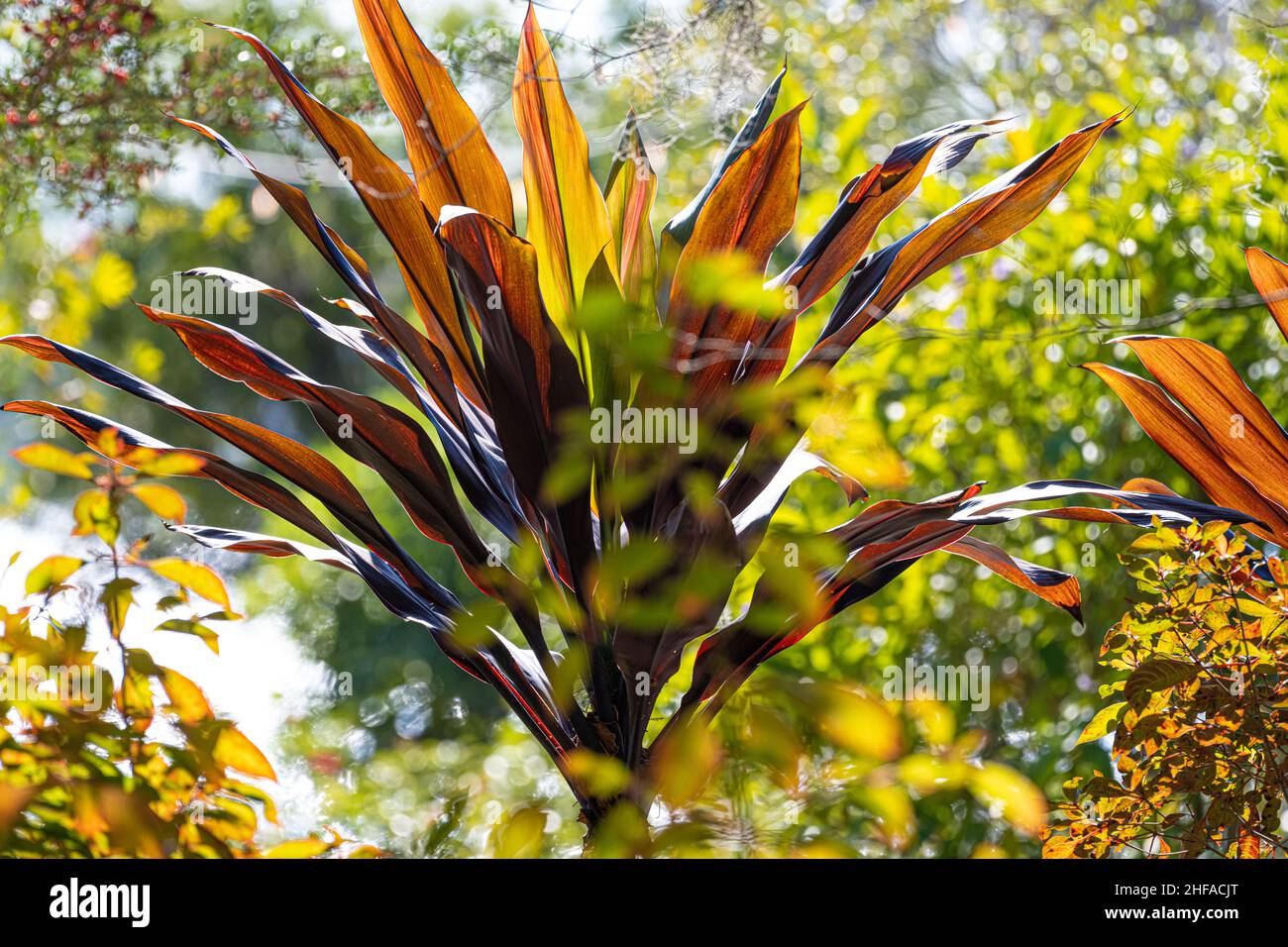 Colorful Florida foliage at Jacksonville Zoo and Gardens in ...