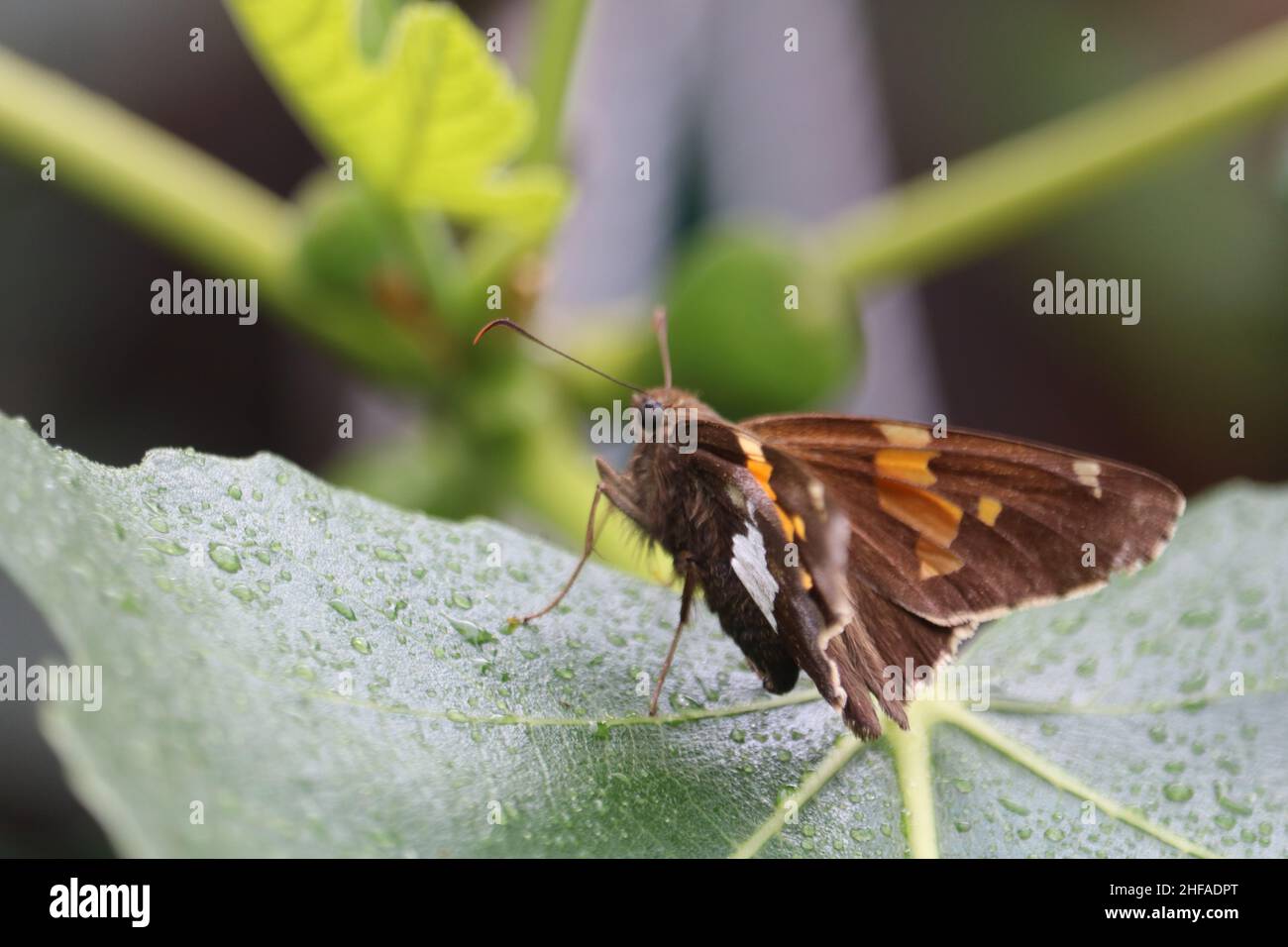 Butterfly on a fig leaf hi-res stock photography and images - Alamy