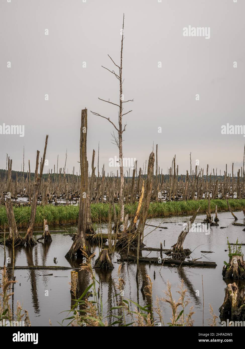 The Peenetalmoor Nature Reserve near Anklam, Mecklenburg-Western ...
