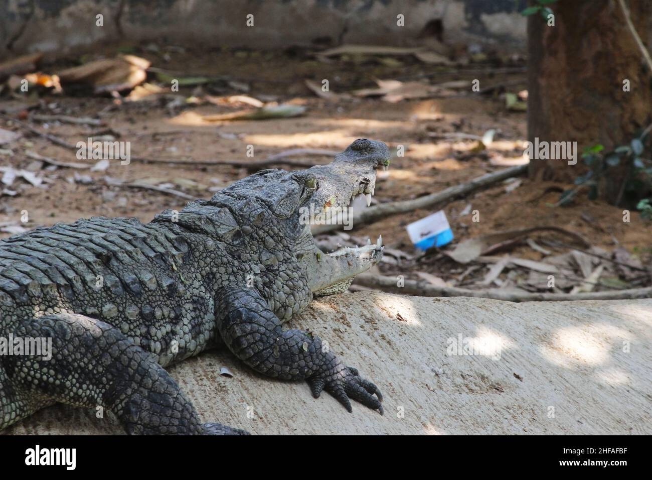 Scary crocodile hi-res stock photography and images - Alamy