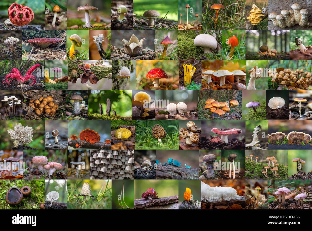 collage of wild mushrooms in the woods Stock Photo - Alamy
