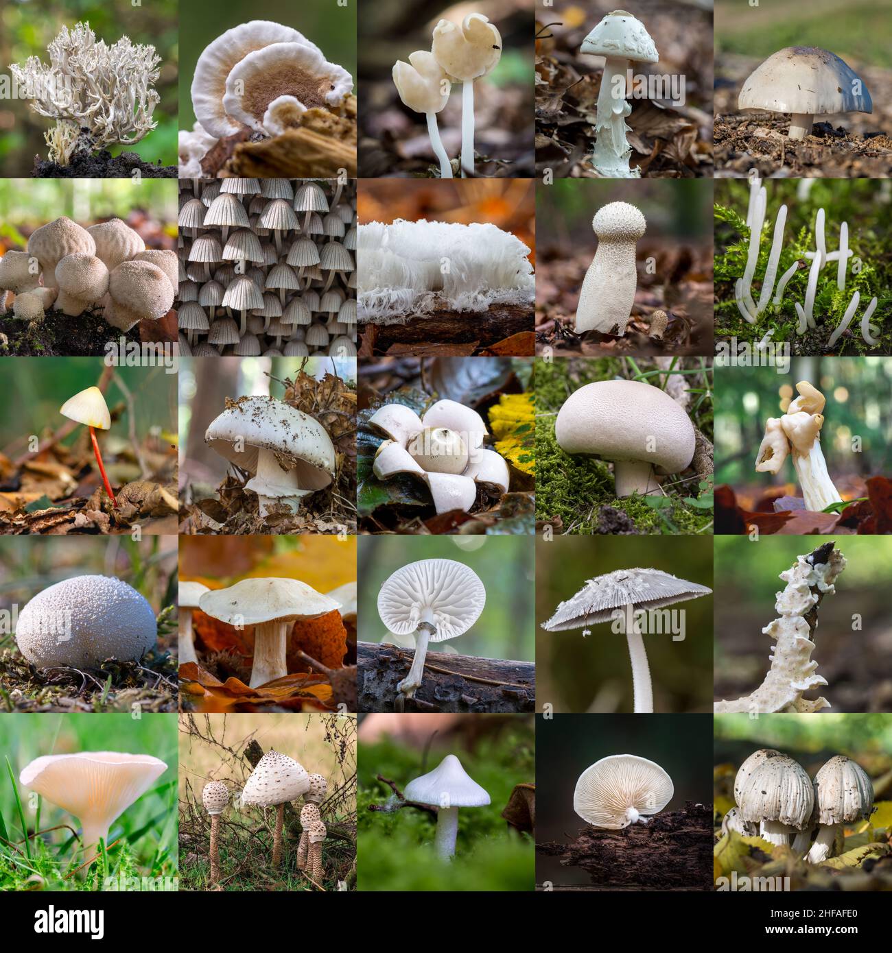 collage of wild mushrooms in the woods - white mushrooms Stock Photo ...