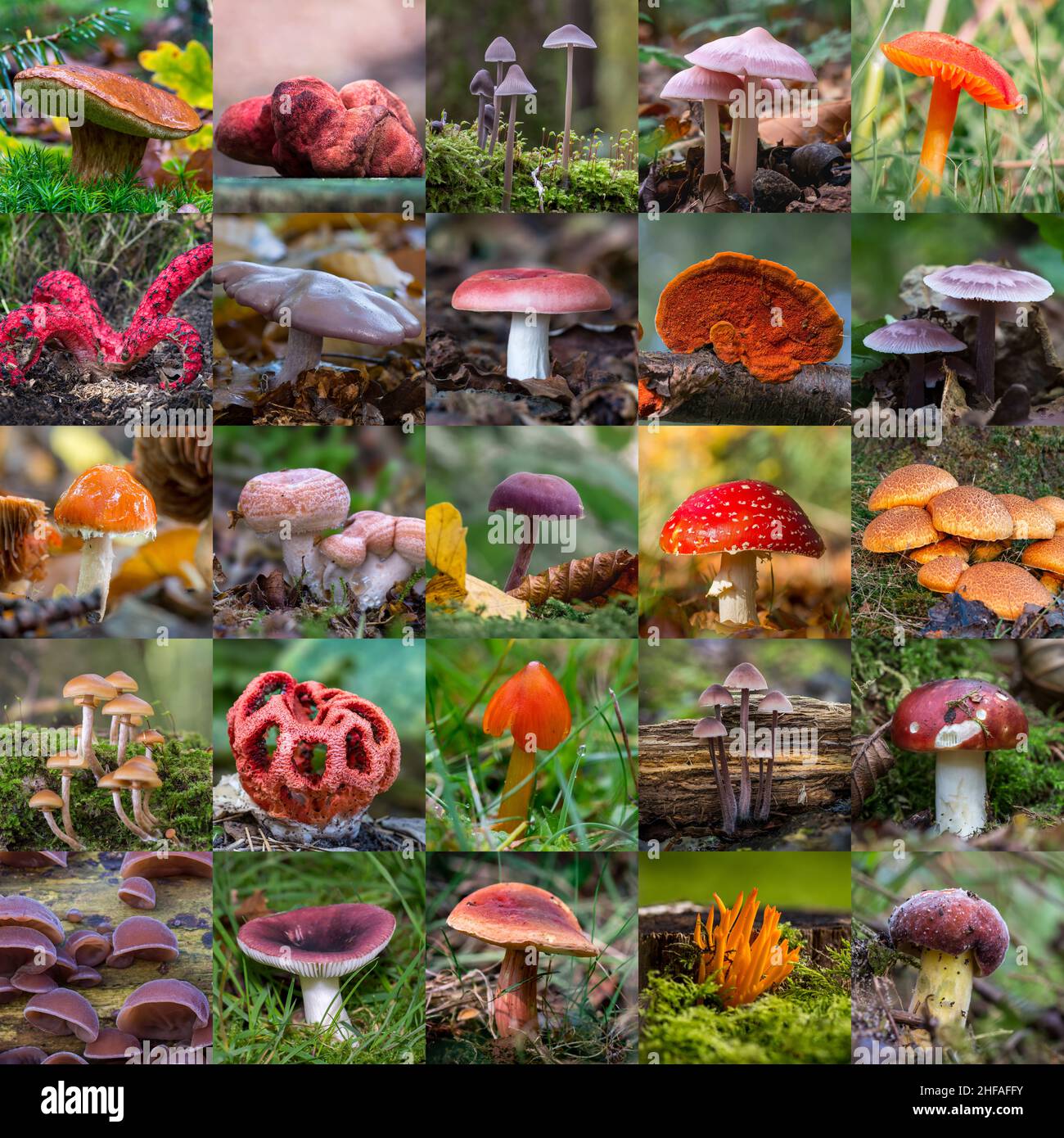 collage of wild mushrooms in the woods Stock Photo - Alamy