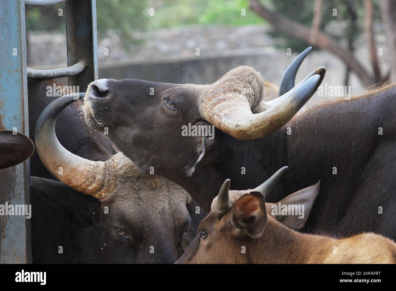 Gaur Bison in the Zoo Stock Photo - Alamy
