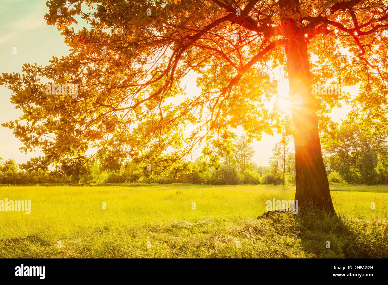 Autumn Fall Sunlight Sunshine Through Oak Forest Tree And Grass. Sunny ...