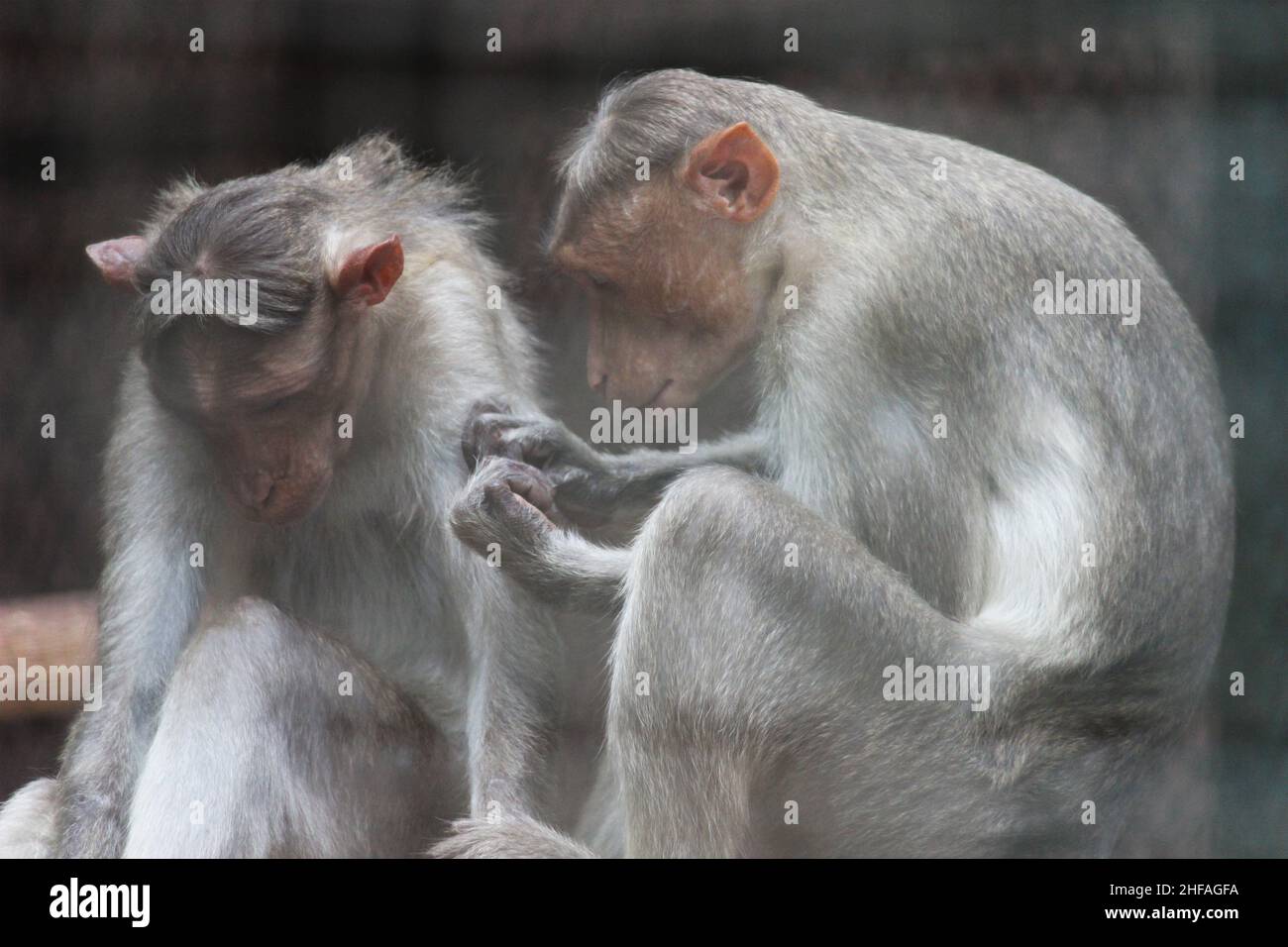 Pair of Monkey in the Cage Stock Photo - Alamy