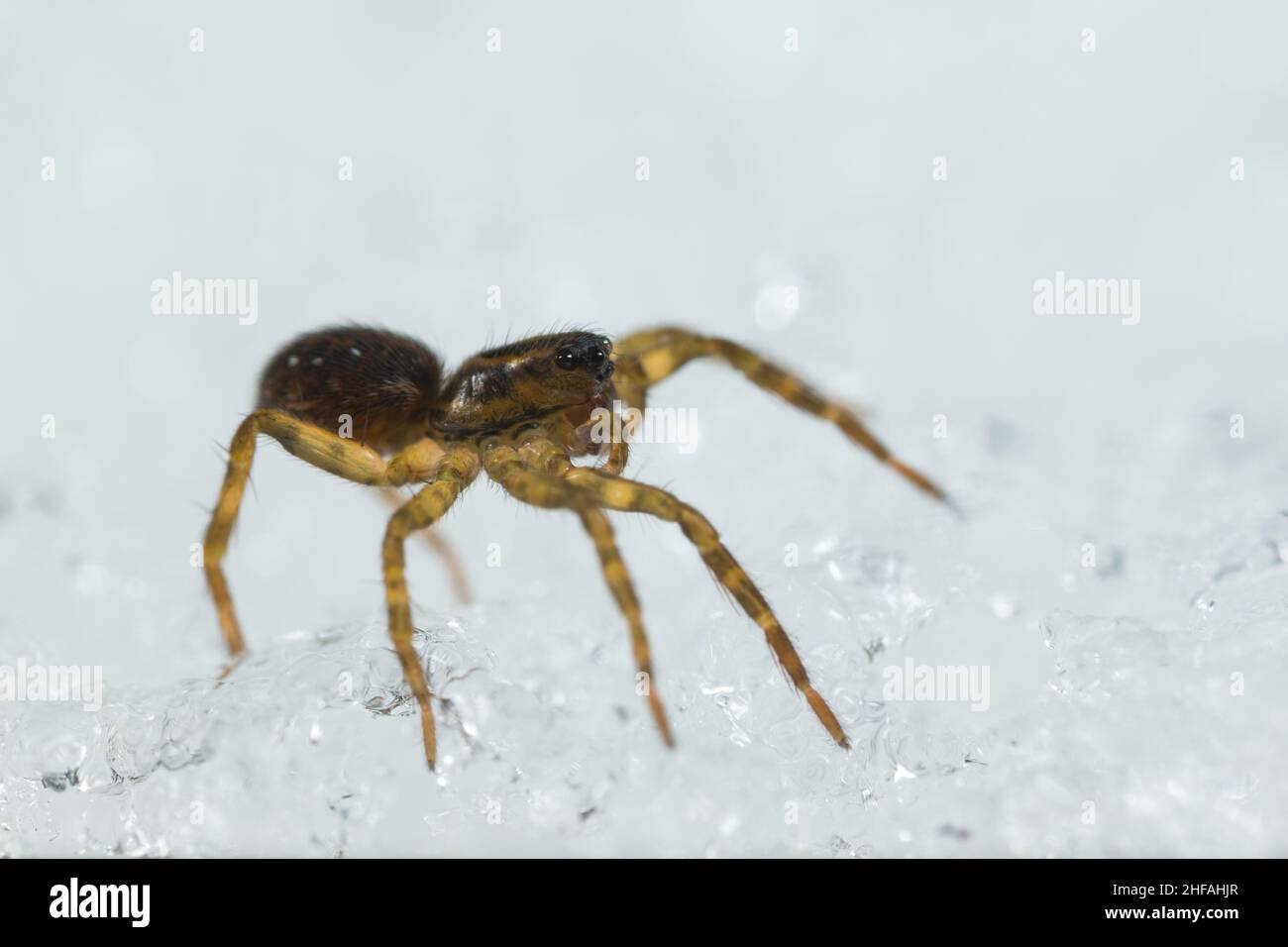 Pirate wolf spider (Piratula hygrophila) walking on snow Stock Photo ...