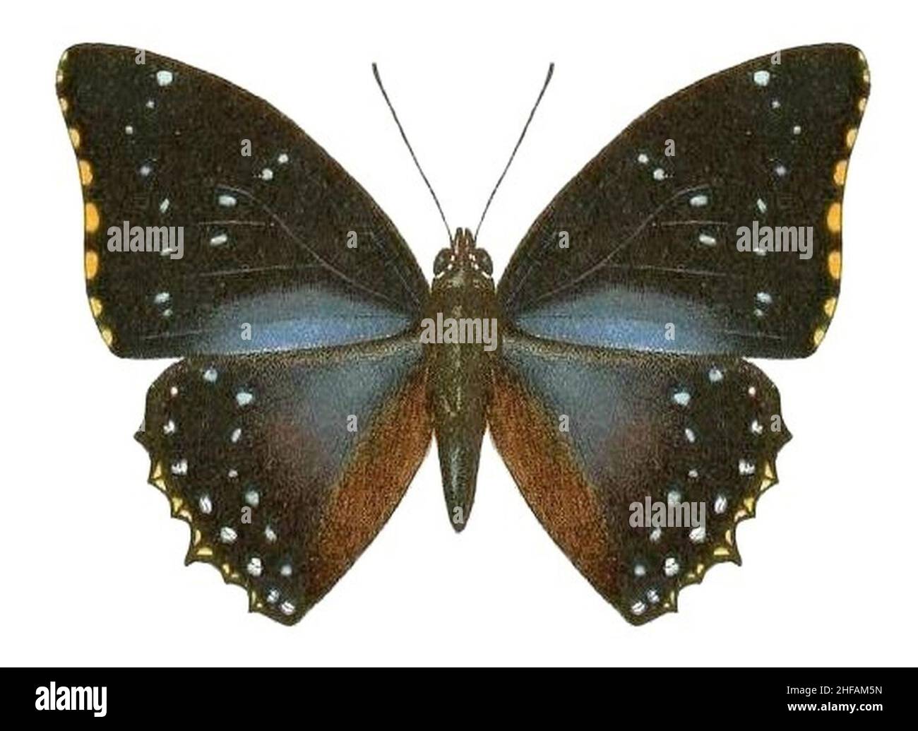 Charaxes numenes hi-res stock photography and images - Alamy