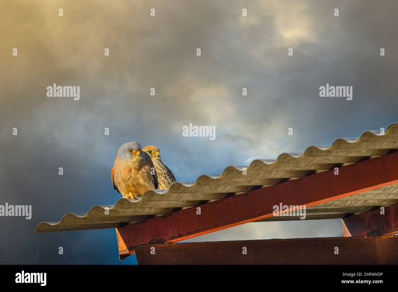 Falco naumanni - The Lesser Kestrel is a species of falconiform bird in ...