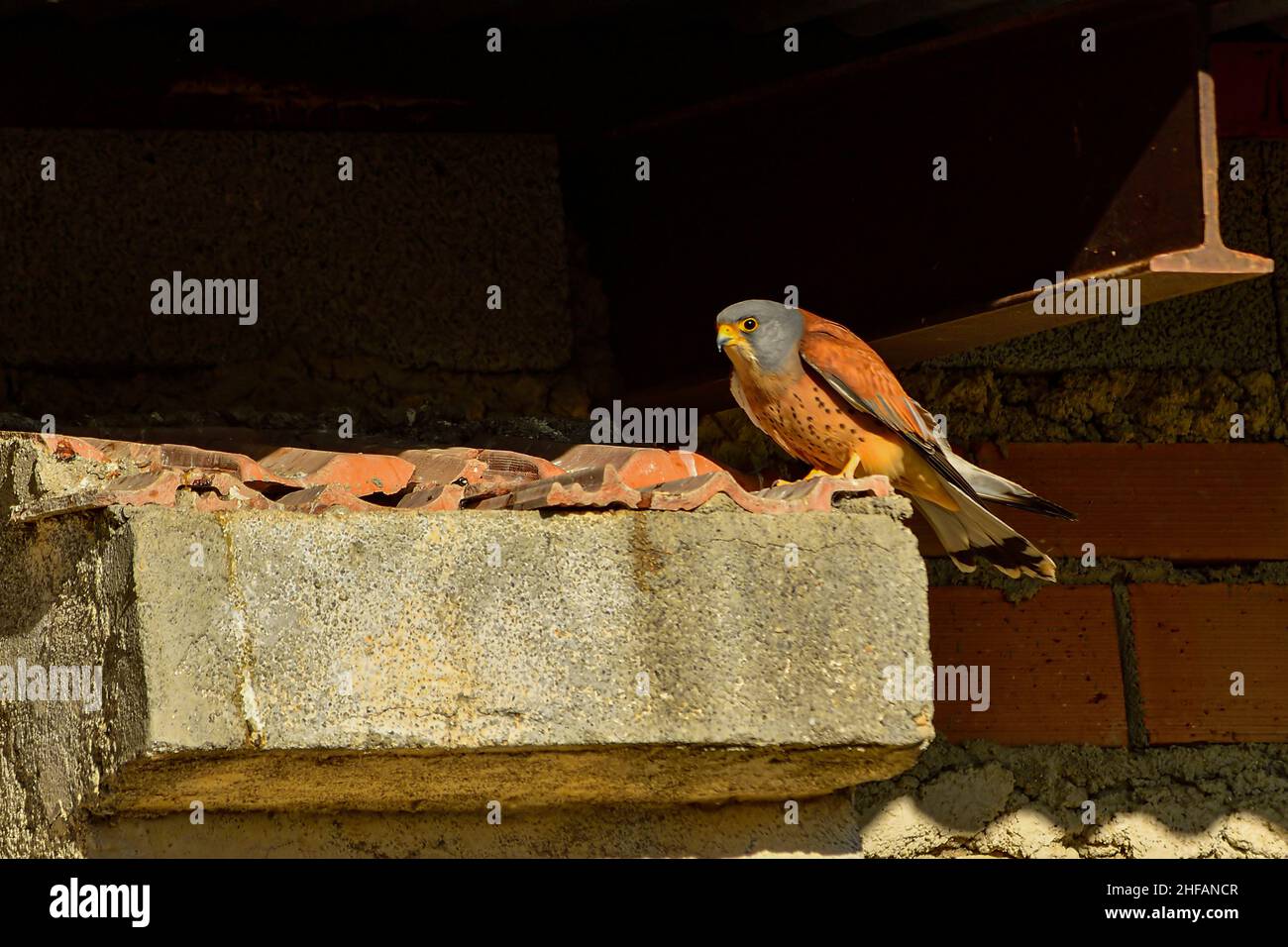 Falco naumanni - The Lesser Kestrel is a species of falconiform bird in ...