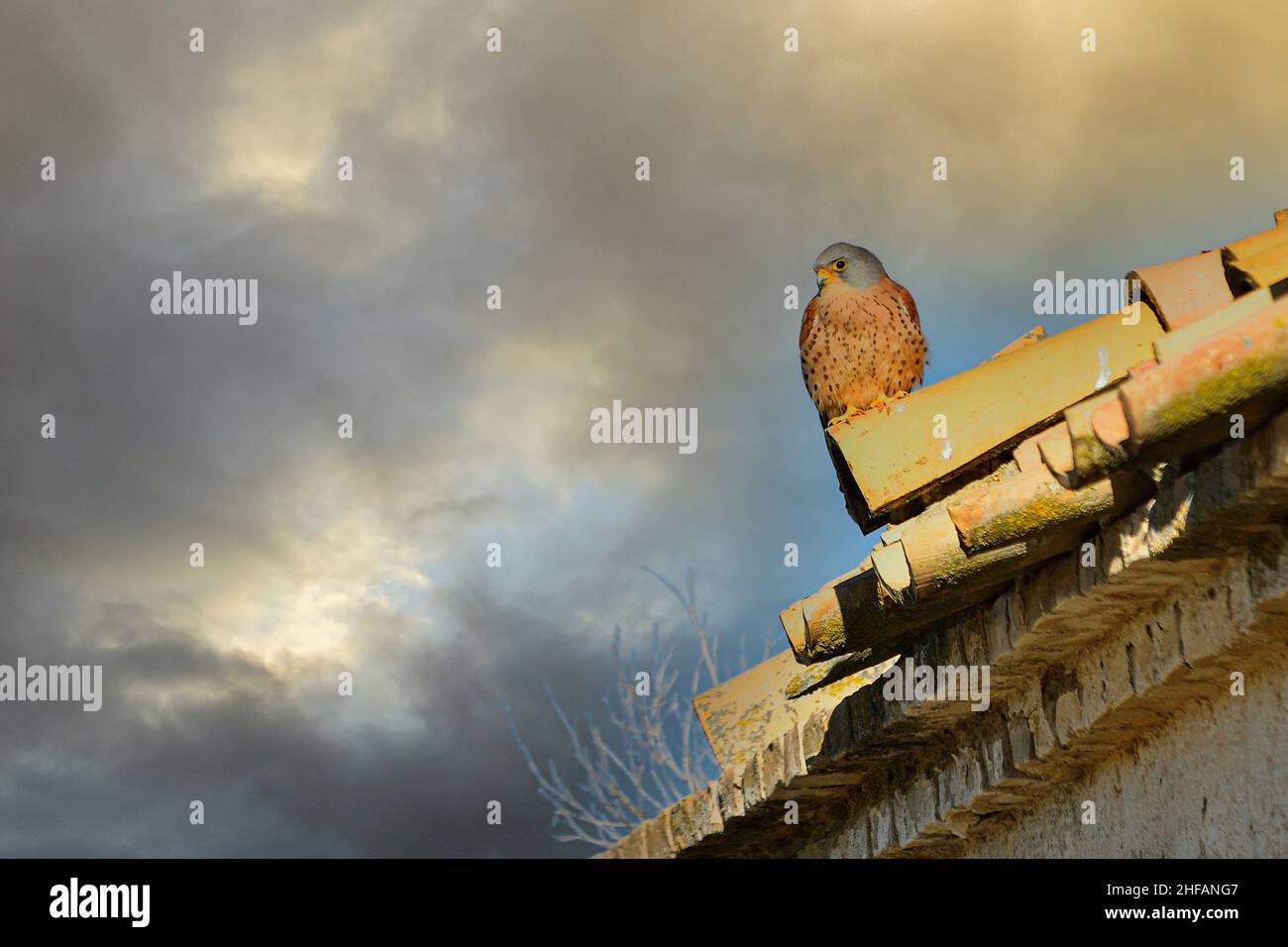 Falco naumanni - The Lesser Kestrel is a species of falconiform bird in ...