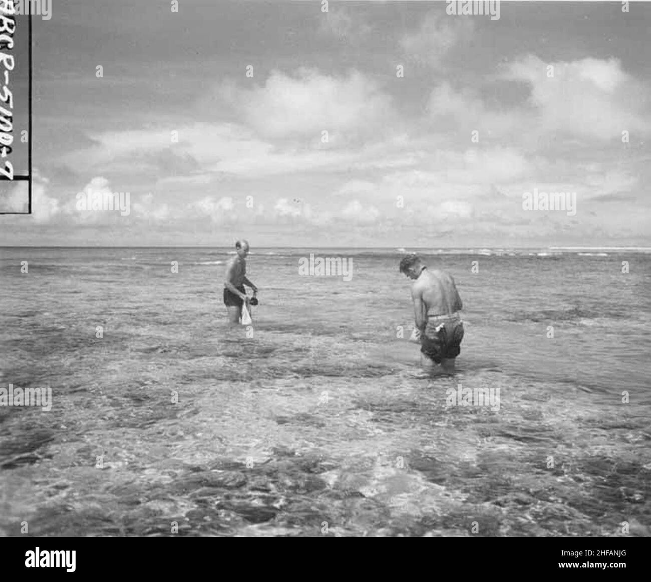 Scientists poisoning fish in reef around Namu Island, 1947 (DONALDSON ...