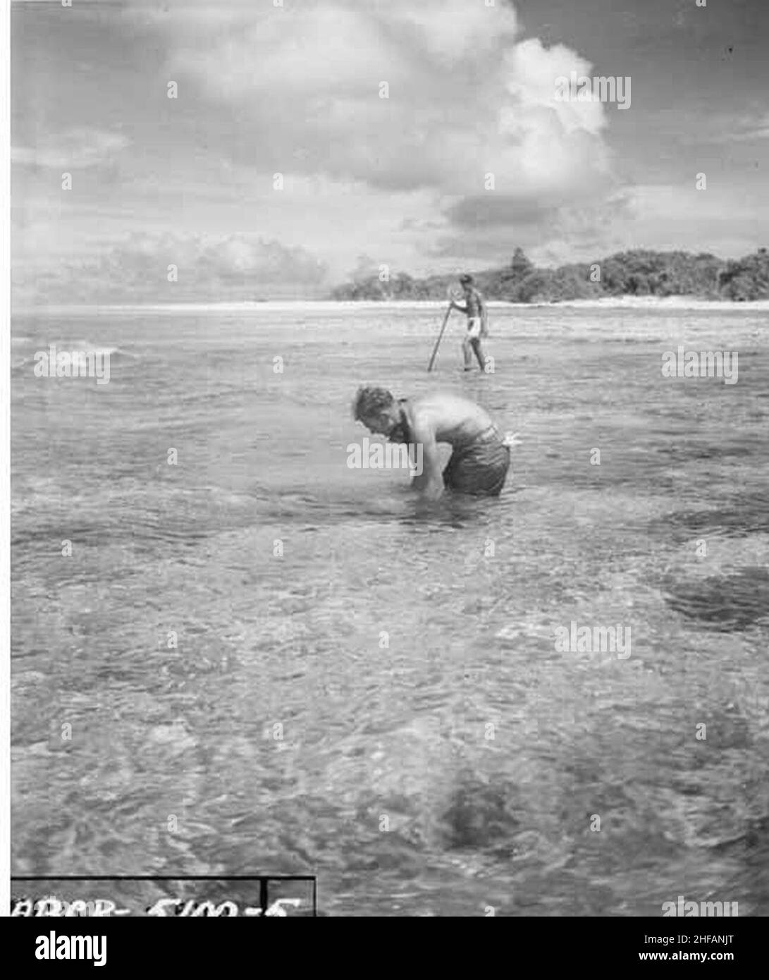 Scientists wading in reef around Namu Island to net poisoned fish, 1947 ...