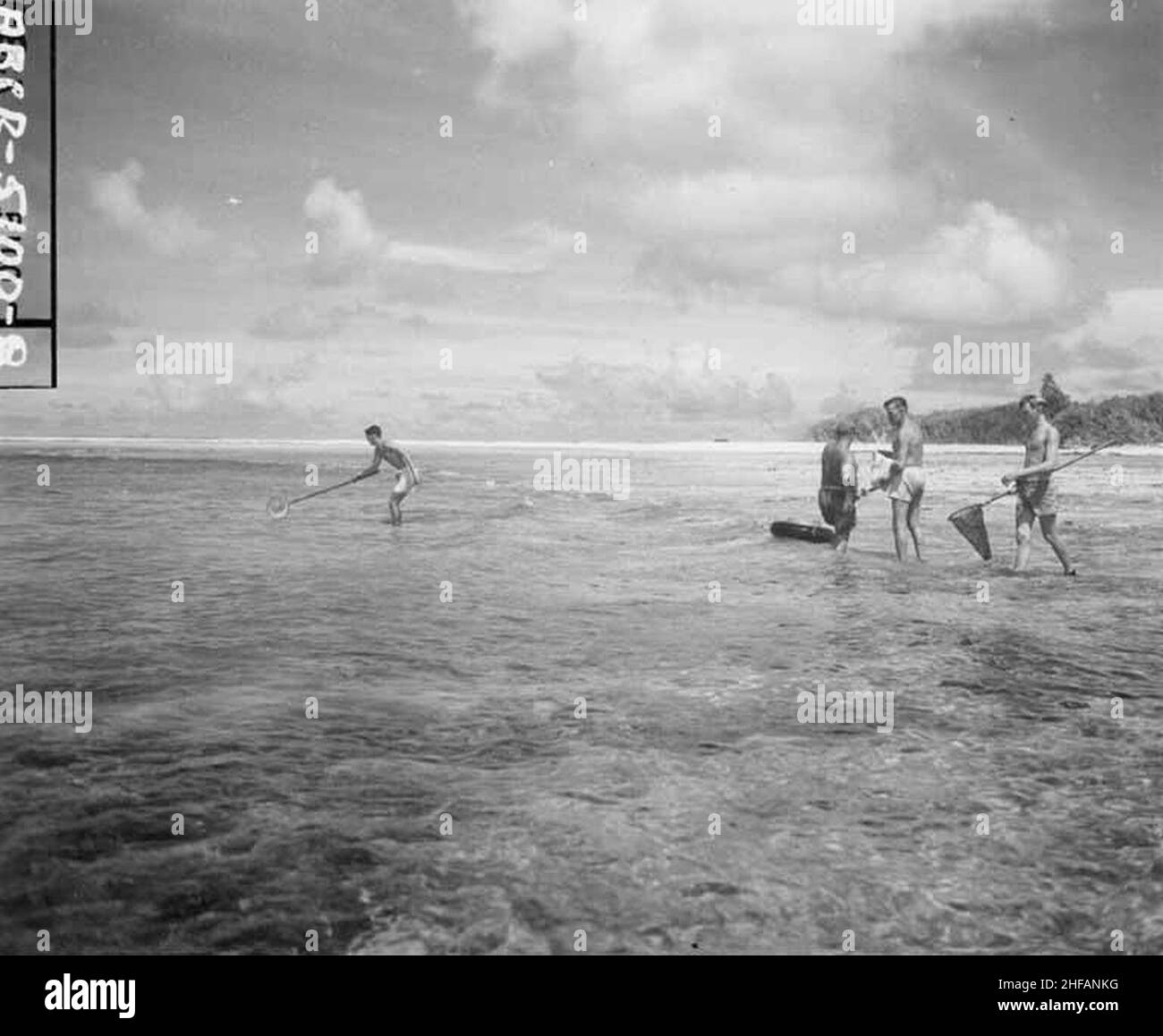 Scientists wading in reef around Namu Island to net poisoned fish, 1947 ...