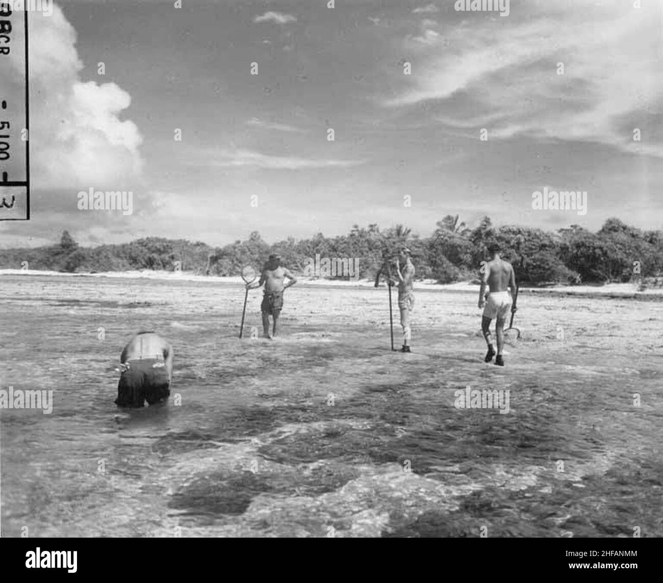 Scientists wading in reef around Namu Island to net poisoned fish, 1947 ...