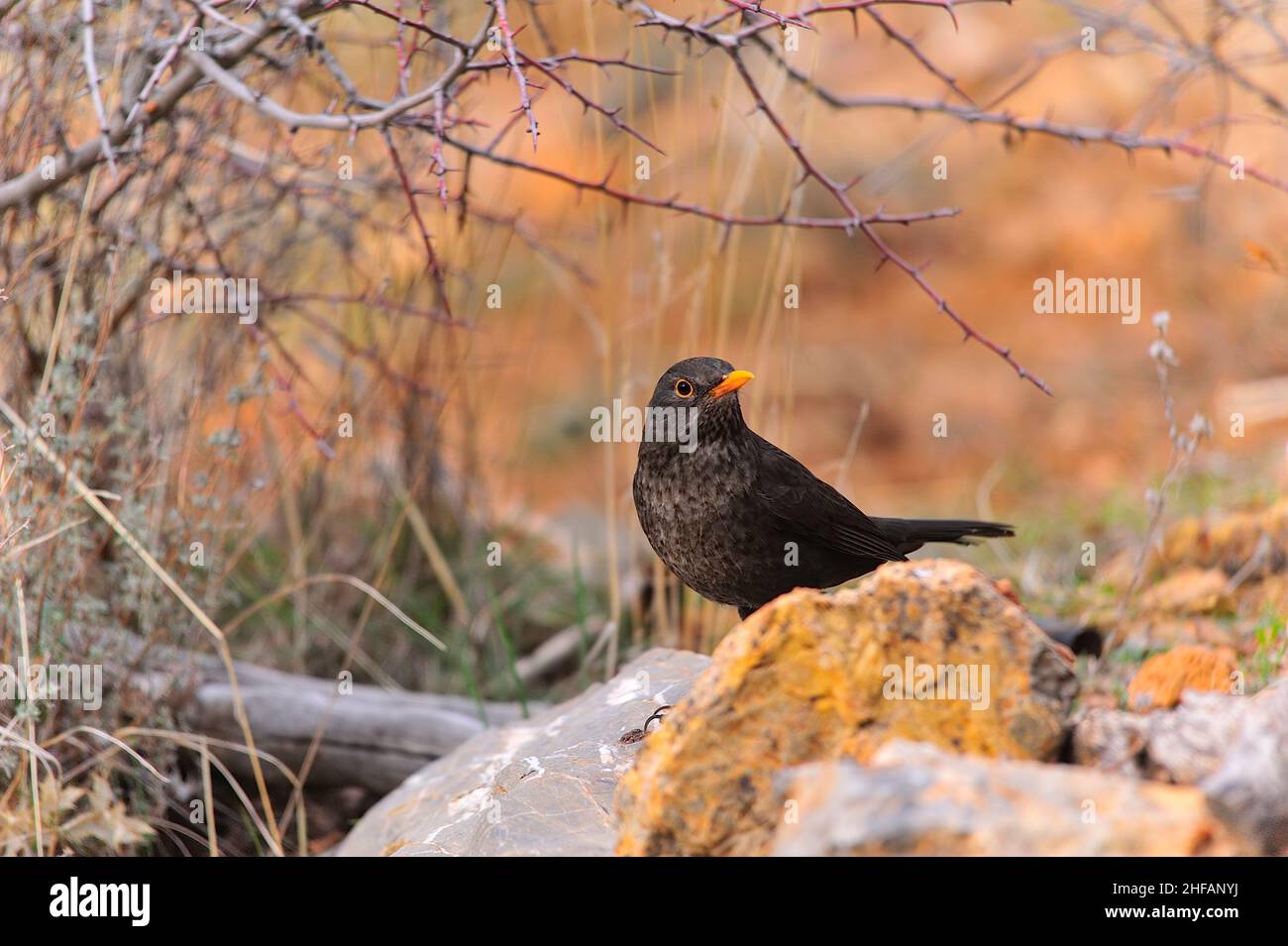 Turdus merula - The common blackbird is a species of passerine bird in ...