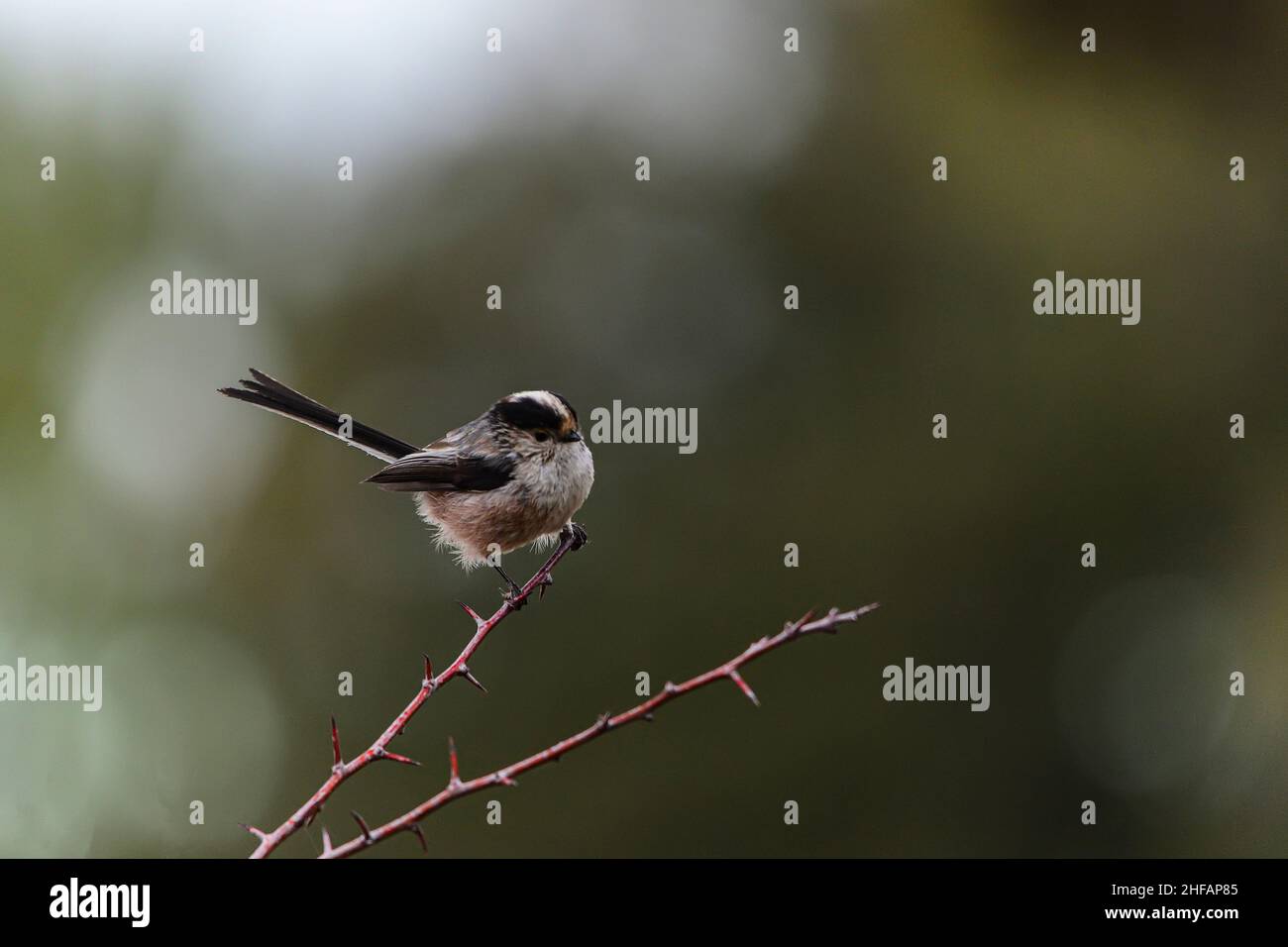 Aegithalos caudatus - The myth is a species of passerine bird in the ...
