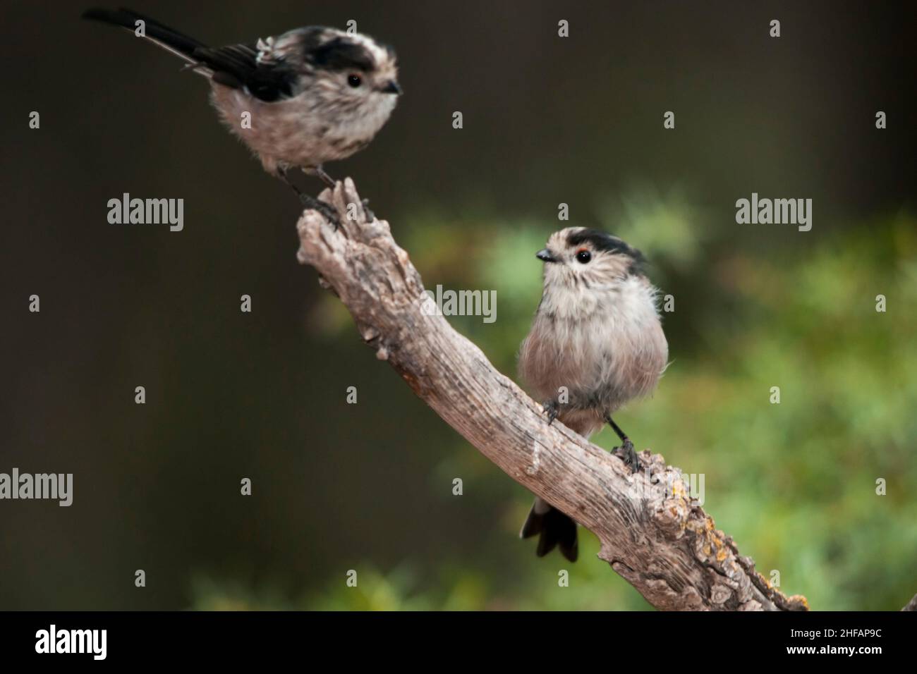 Aegithalos caudatus - The myth is a species of passerine bird in the ...