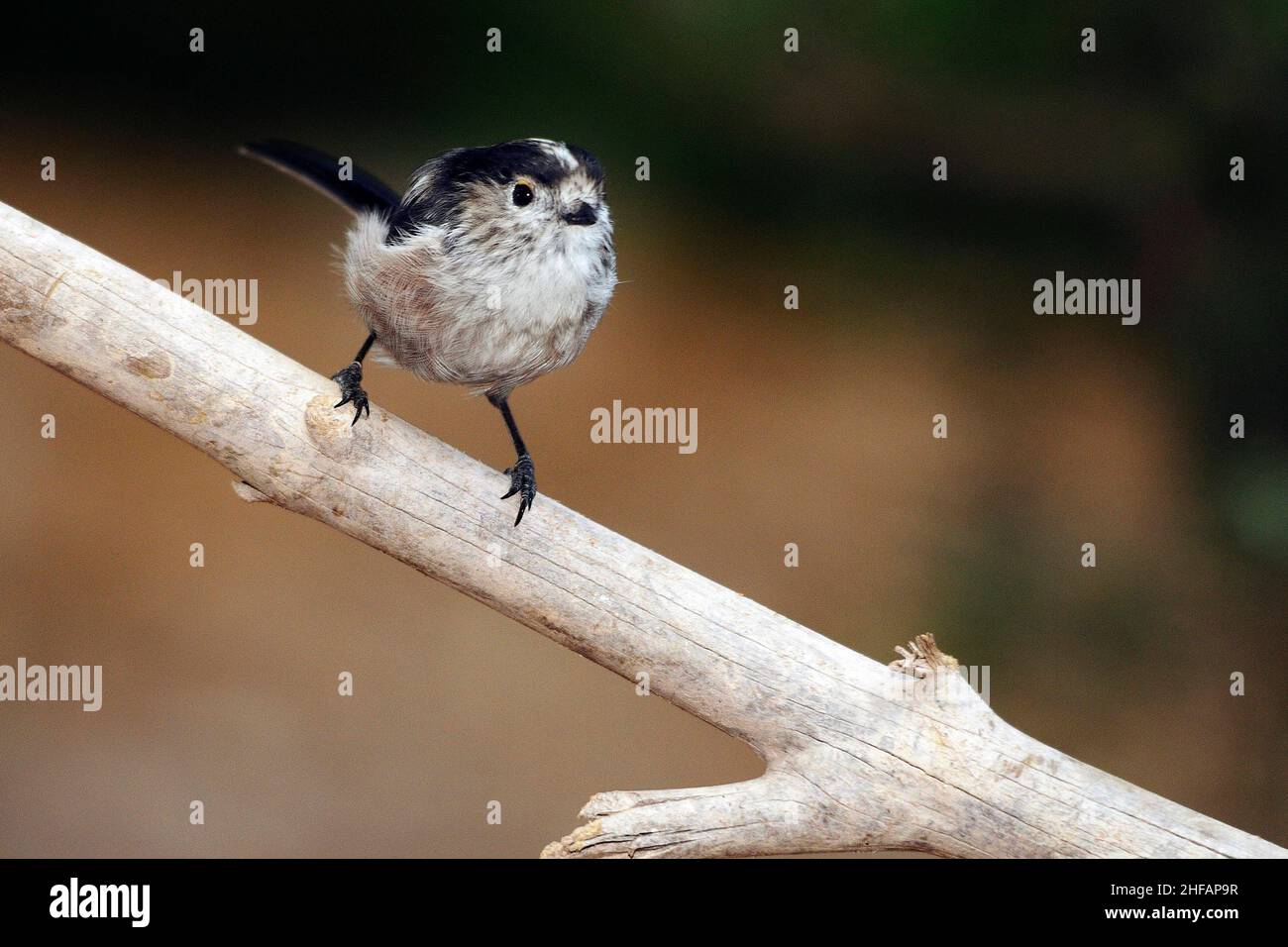 Aegithalos caudatus - The myth is a species of passerine bird in the ...