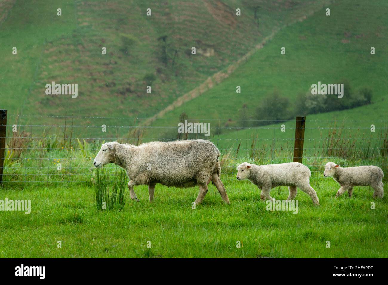 Lush green paddock hi-res stock photography and images - Alamy