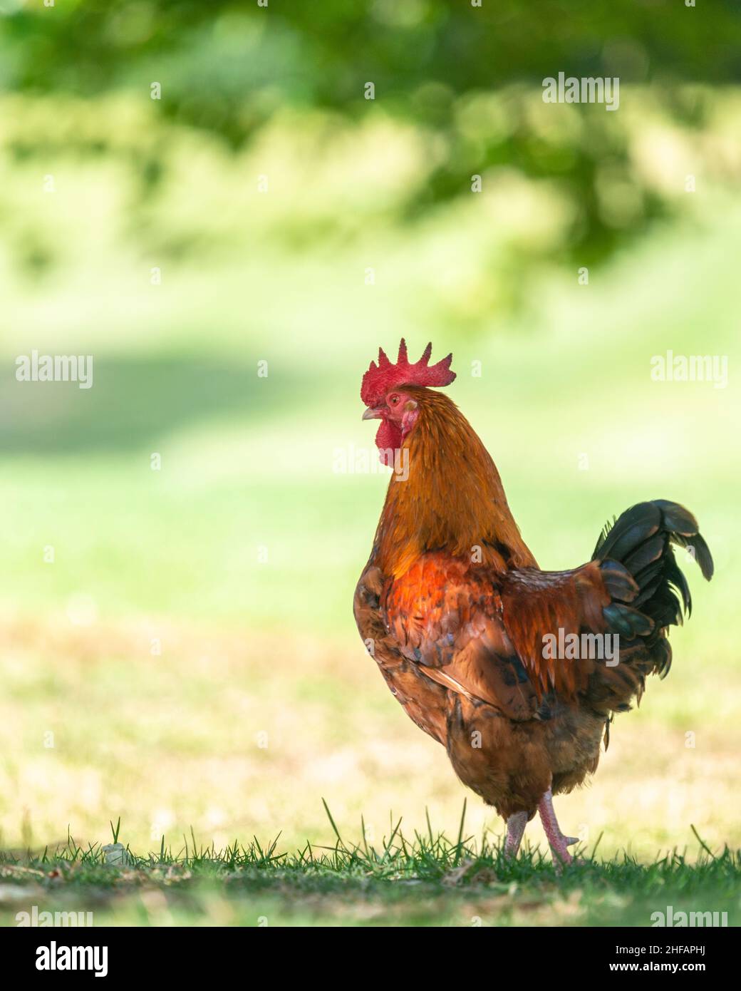 A proud wild rooster walking in the Western Springs park, Auckland ...