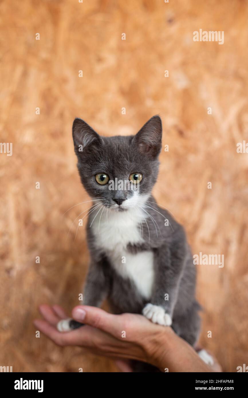 Kitten without breed in female hands. Cute fluffy cat Stock Photo - Alamy