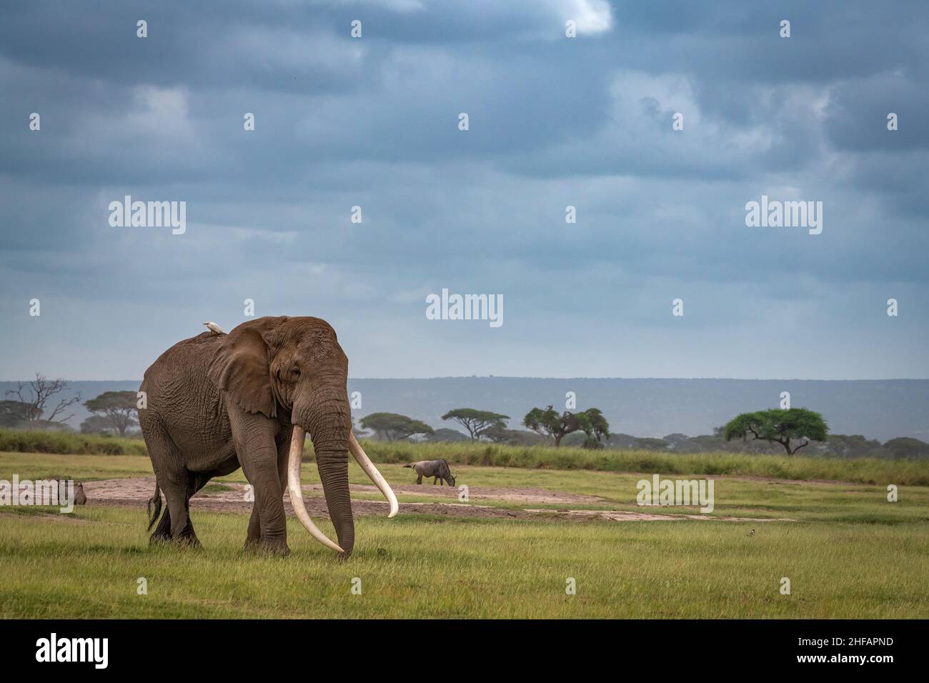Iconic super-tusker Tim walks on grass at Amboseli National Park, Kenya ...