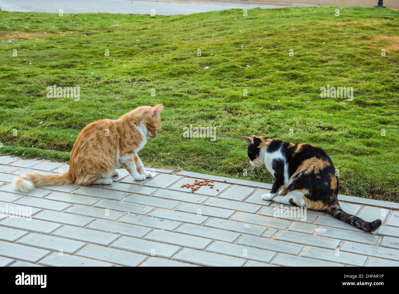 Stray cats in park-various Stock Photo - Alamy