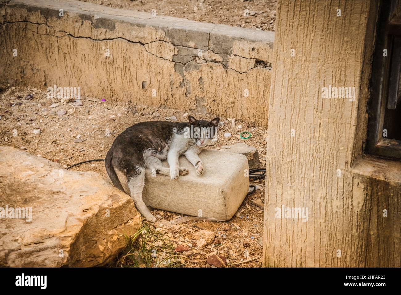 Stray cats in park-various Stock Photo - Alamy
