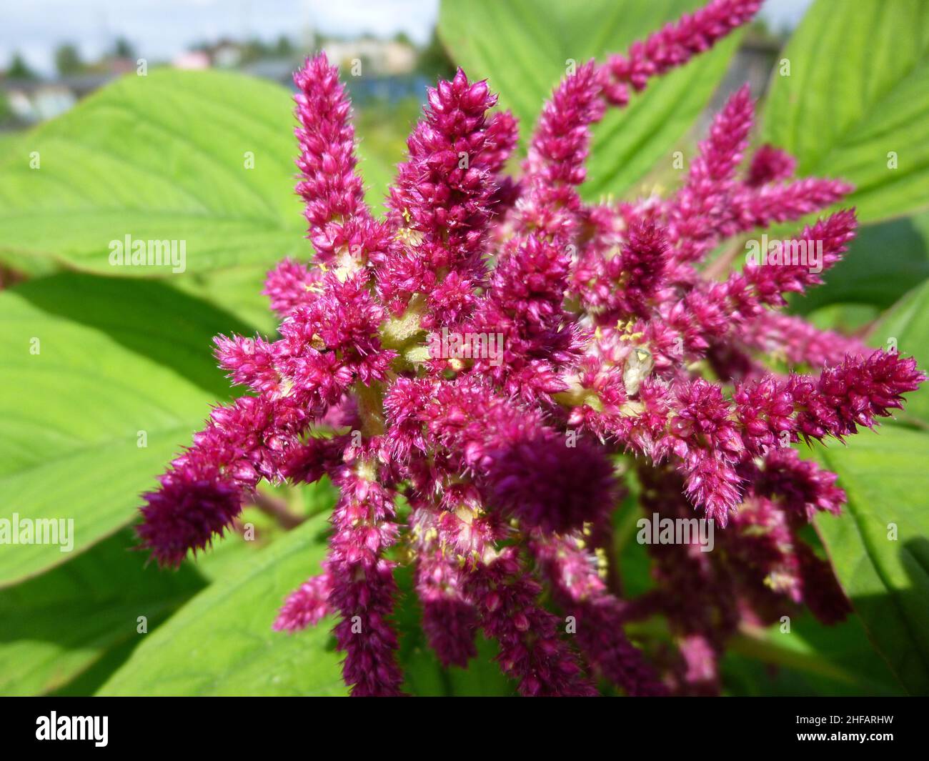 Amaranth flowers and plant, top view, garden in Siberia Russia Stock ...