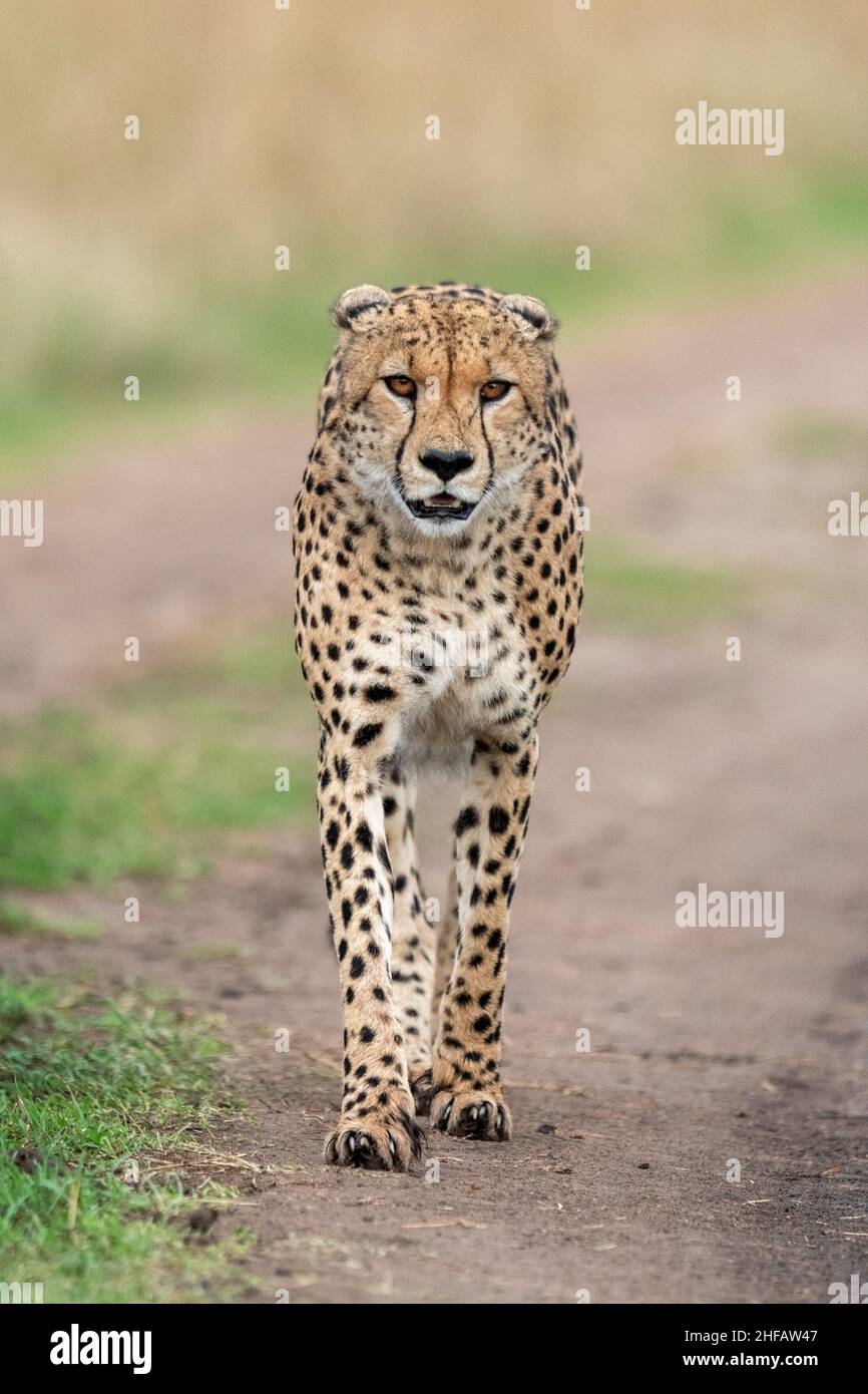 Portrait of a male cheetah walking towards the camera Stock Photo - Alamy