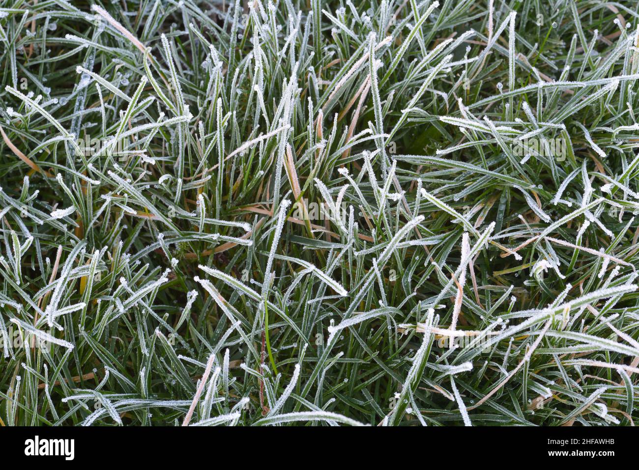 Long grass texture hi-res stock photography and images - Alamy