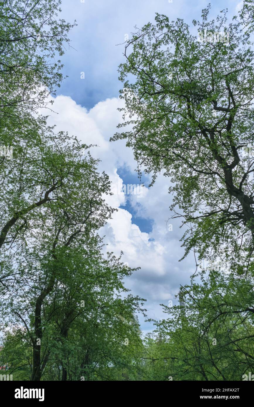 fluffy white clouds and partly blue sky view through green spring trees ...