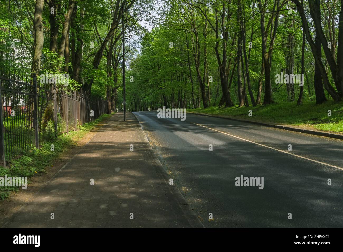 sidewalk at springtime with sunlight and spring green forest Stock ...
